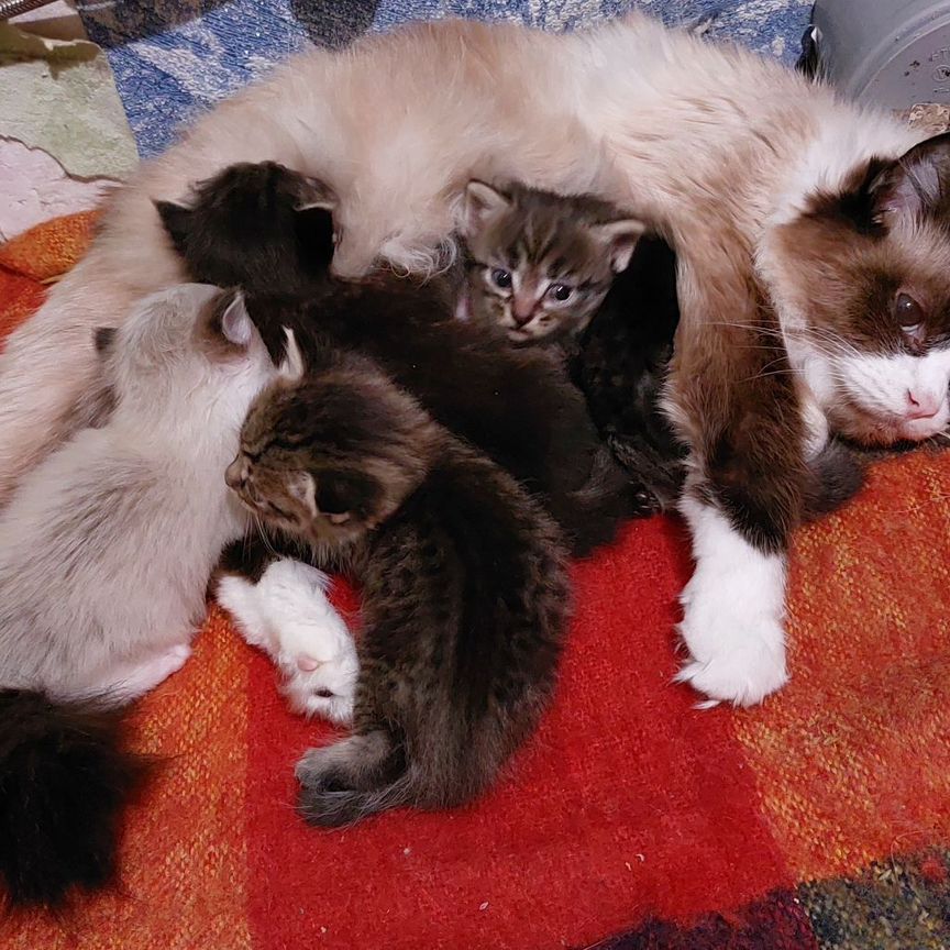 Котятки в добрые руки