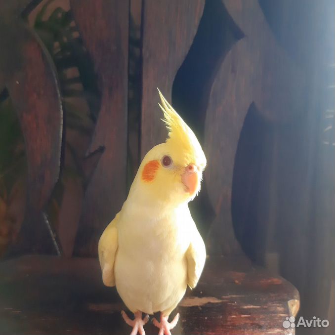 Попугай корелла девочка