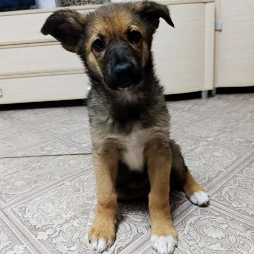 Щенок в добрые руки