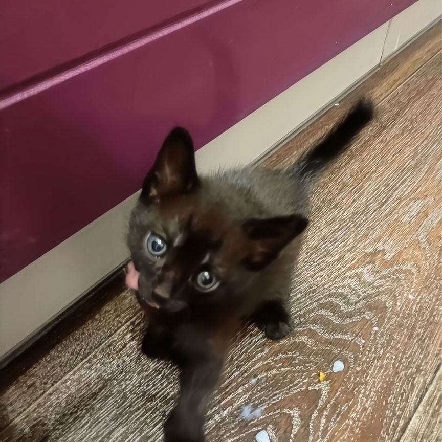 Котёнок в добрые руки