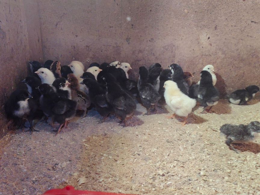 Цыплята суточные домашние