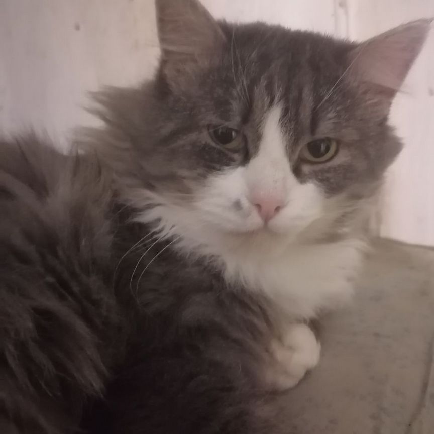 Ориентальный, взрослый кот