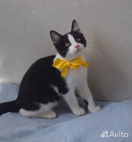 Котенок