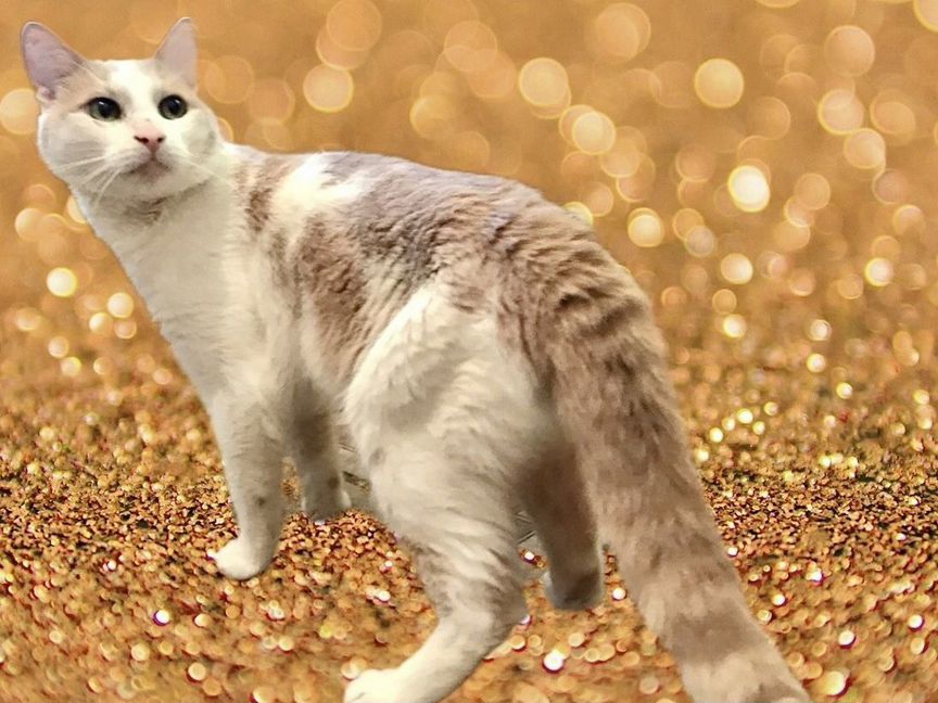 Милый котик