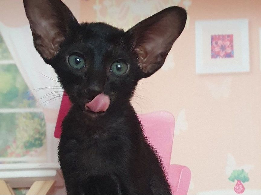 Ориентальные котята