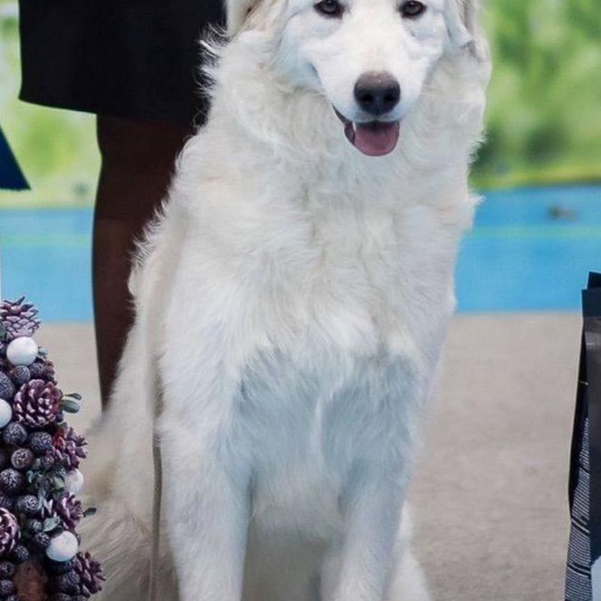 Словацкий чувач