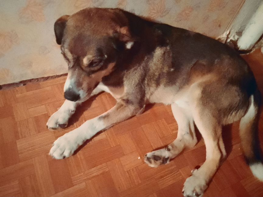 Собака в добрые руки отдам бесплатно