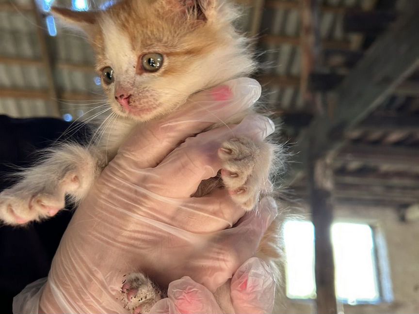 Котята рыжие бесплатно