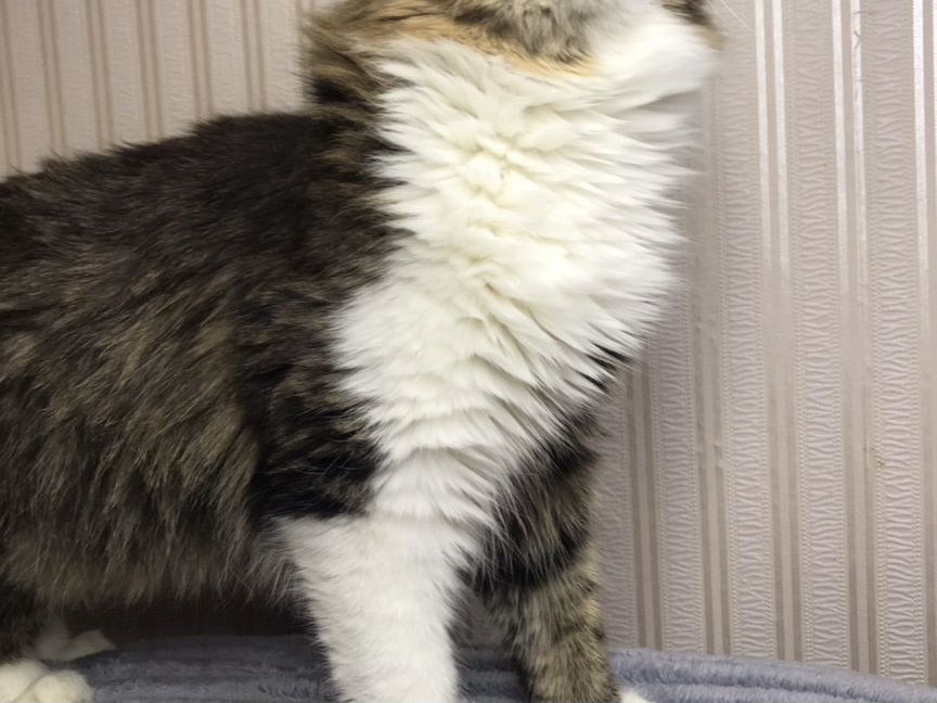 Котята в добрые руки бесплатно