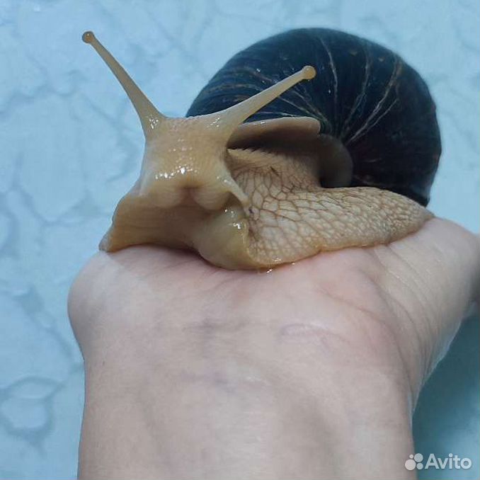 Улитки ахатины маленькие
