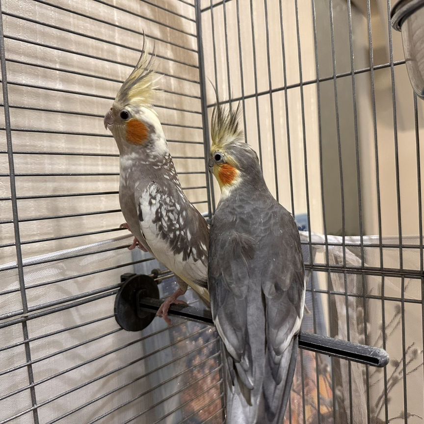 Попугай корелла парочка