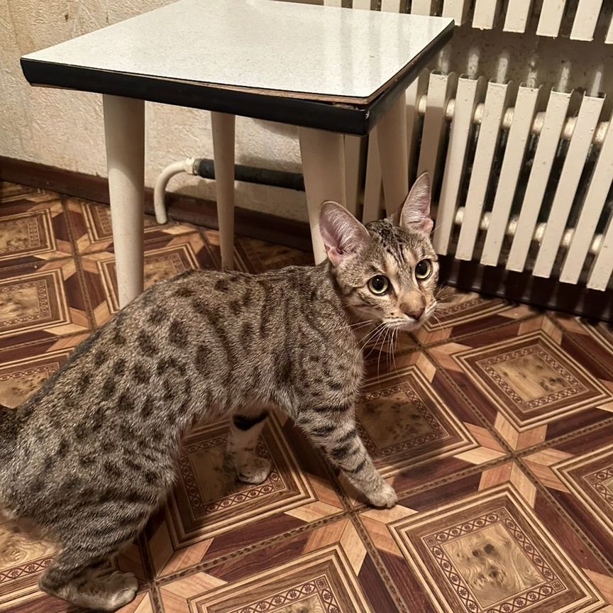Кошка(бенгал помесь)