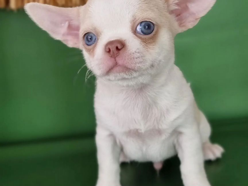 Бело розовый брутальчик