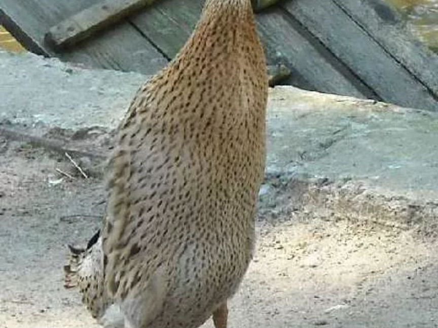 Утки индийский бегунок