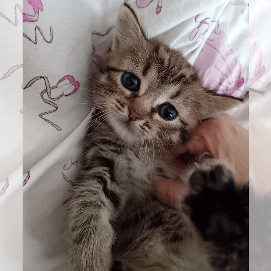 Британский длинношёрстный котёнок