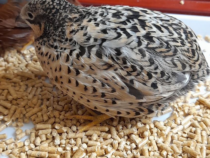 Китайские декоративные перепела