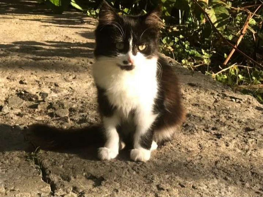 Сибирский котенок