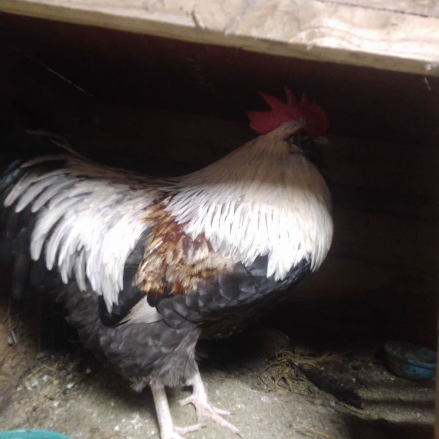 Годовалые петухи