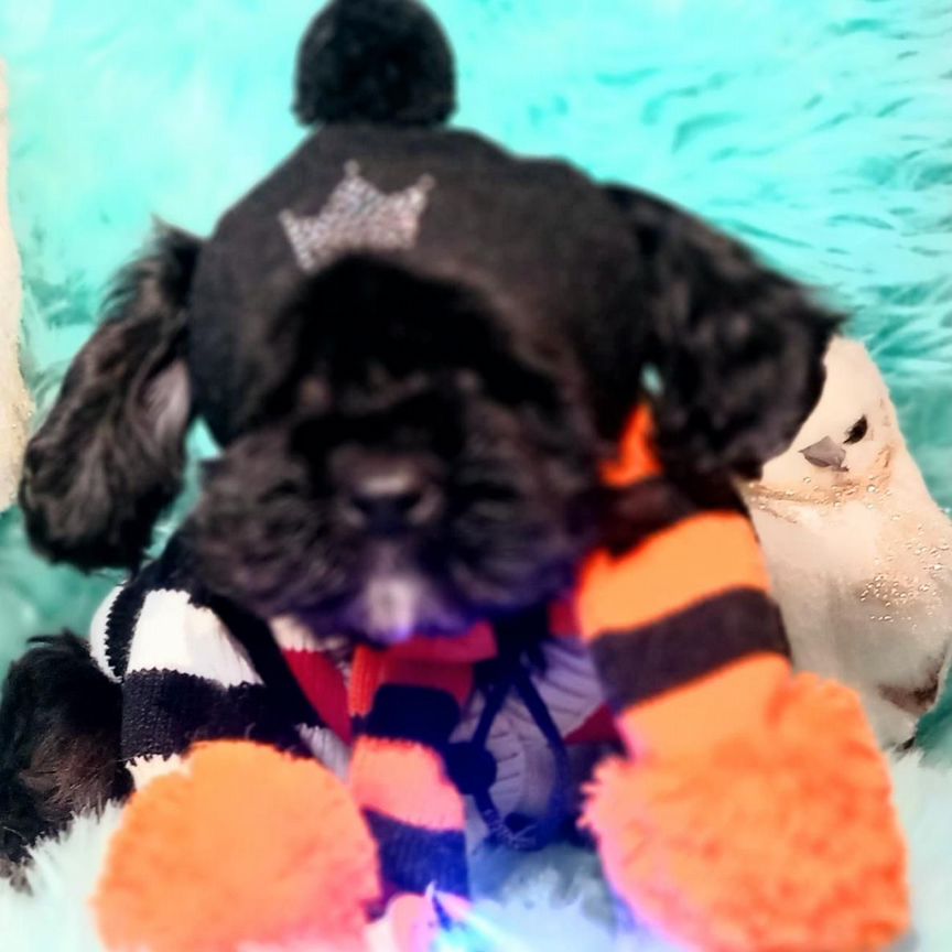 Черная девочка микро мини