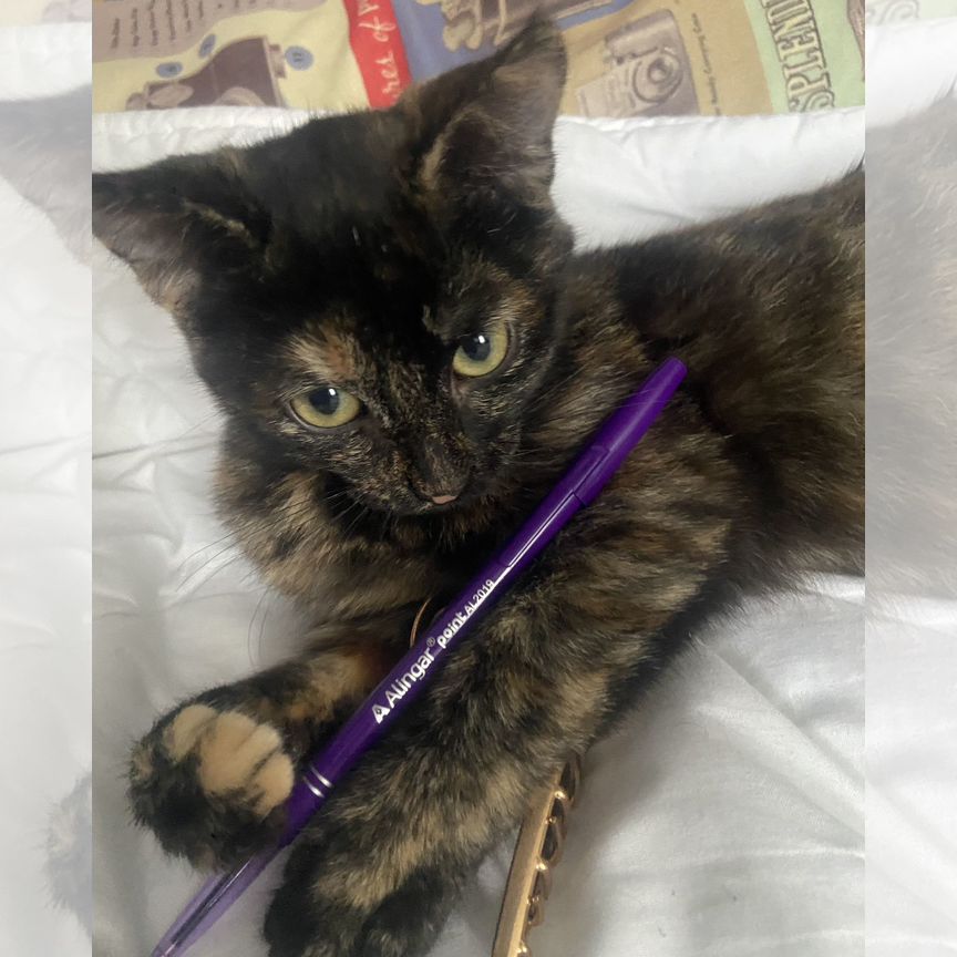 Котёнок в добрые руки