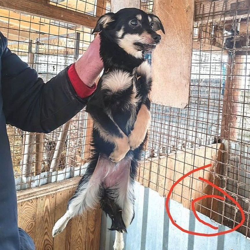 Щенок в добрые руки