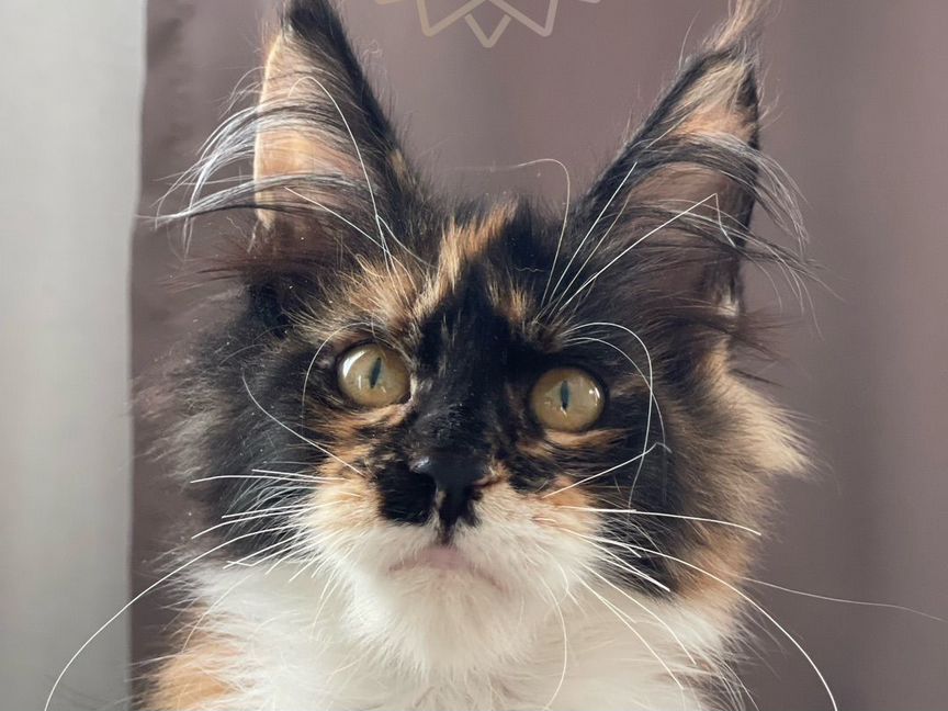 Мейн-кун кошечка в брид