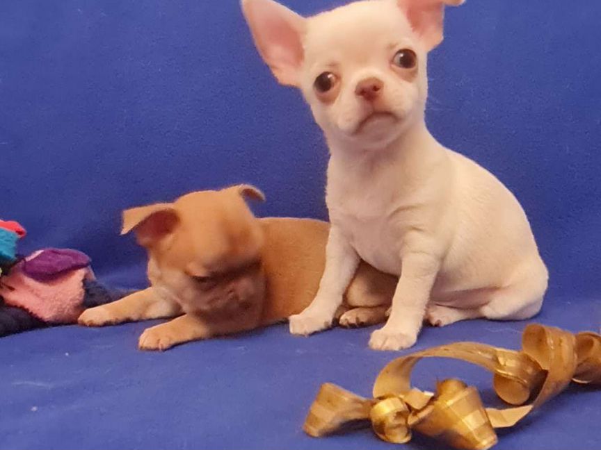 Замечательные мальчики