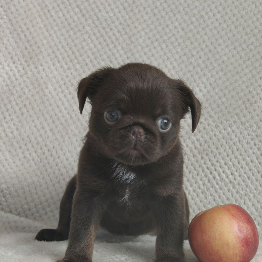 Щенки пти брабансона шоколад