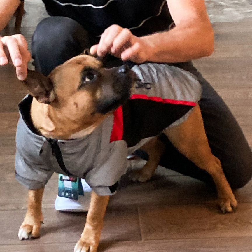 Одежда для собаки