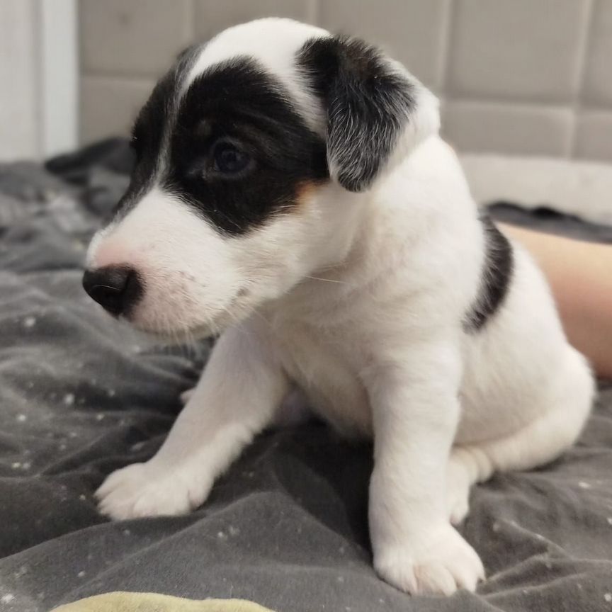 Фокстерьер, щенок