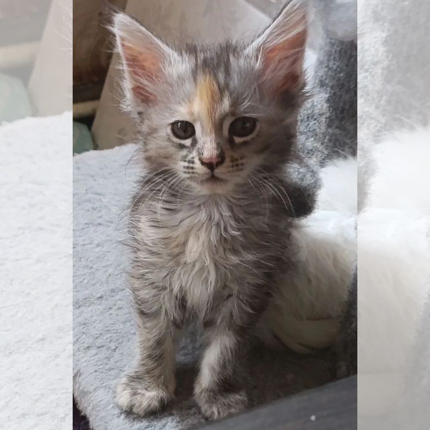 Мейн-кун котёнок