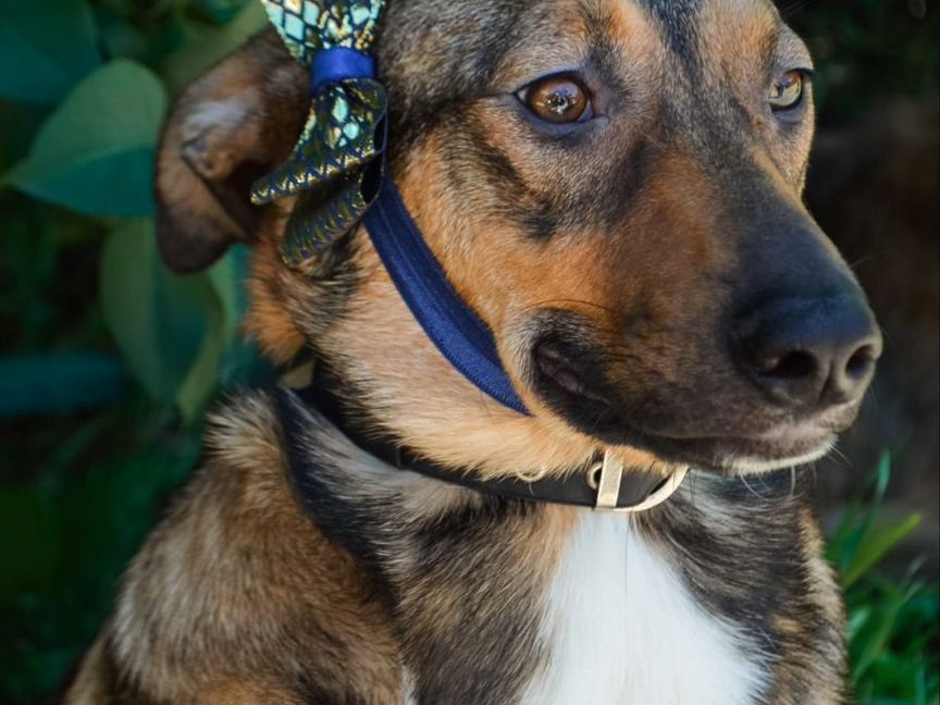 Собака. Принцесса Лея. Кмв.Ищем ручки