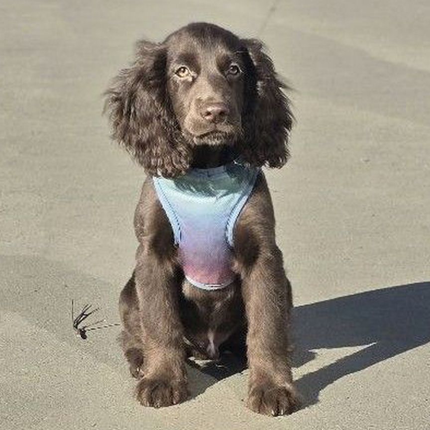 Английский кокер-спаниель, щенок