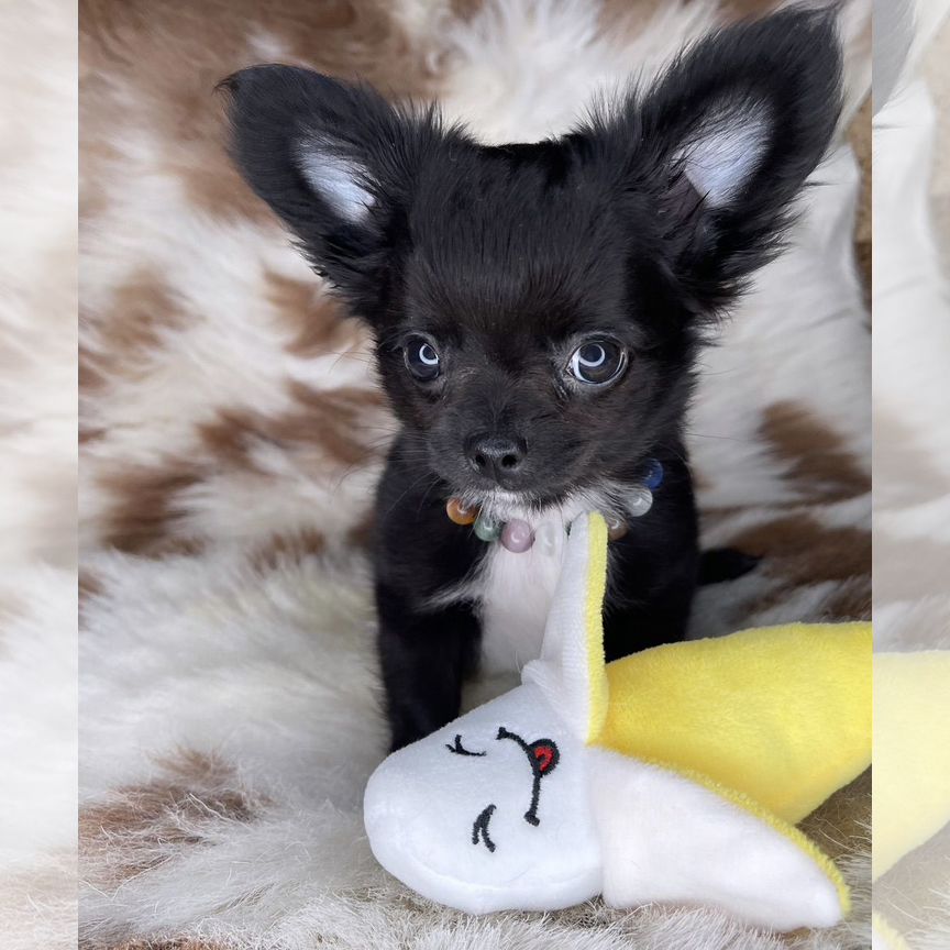 Чихуахуа, щенок