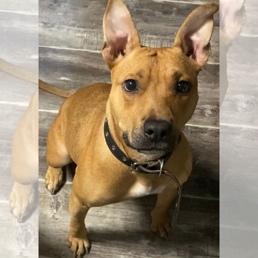 Американский стаффордширский терьер, щенок