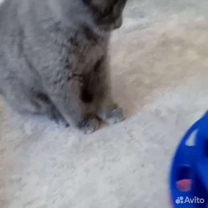 Котик 1.5 мес