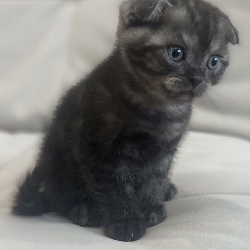 Шотландская вислоухая кошка
