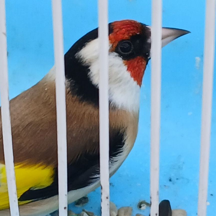 Птицы шигол