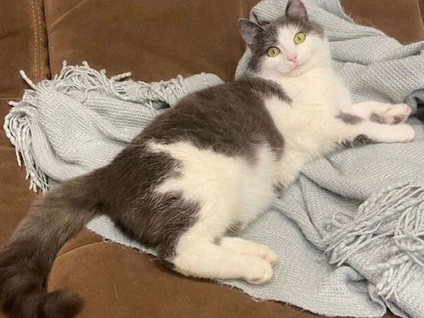 Кошка котёнок (6 мес.) в добрые руки