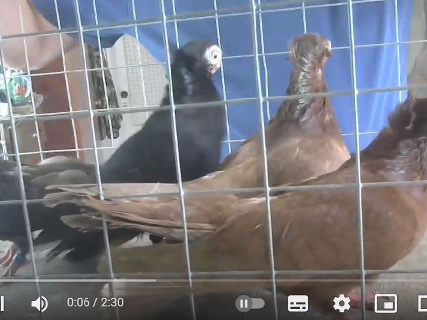 Продаются голуби турманы