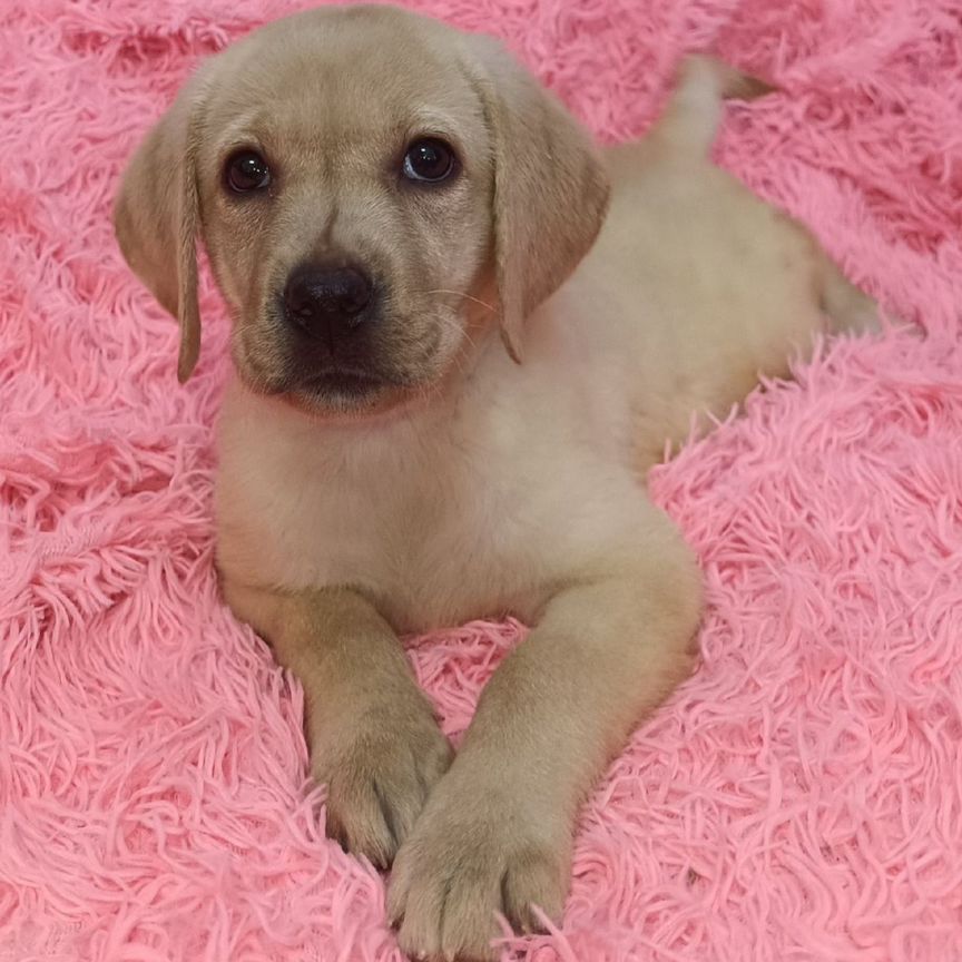 Лабрадор-ретривер, щенок