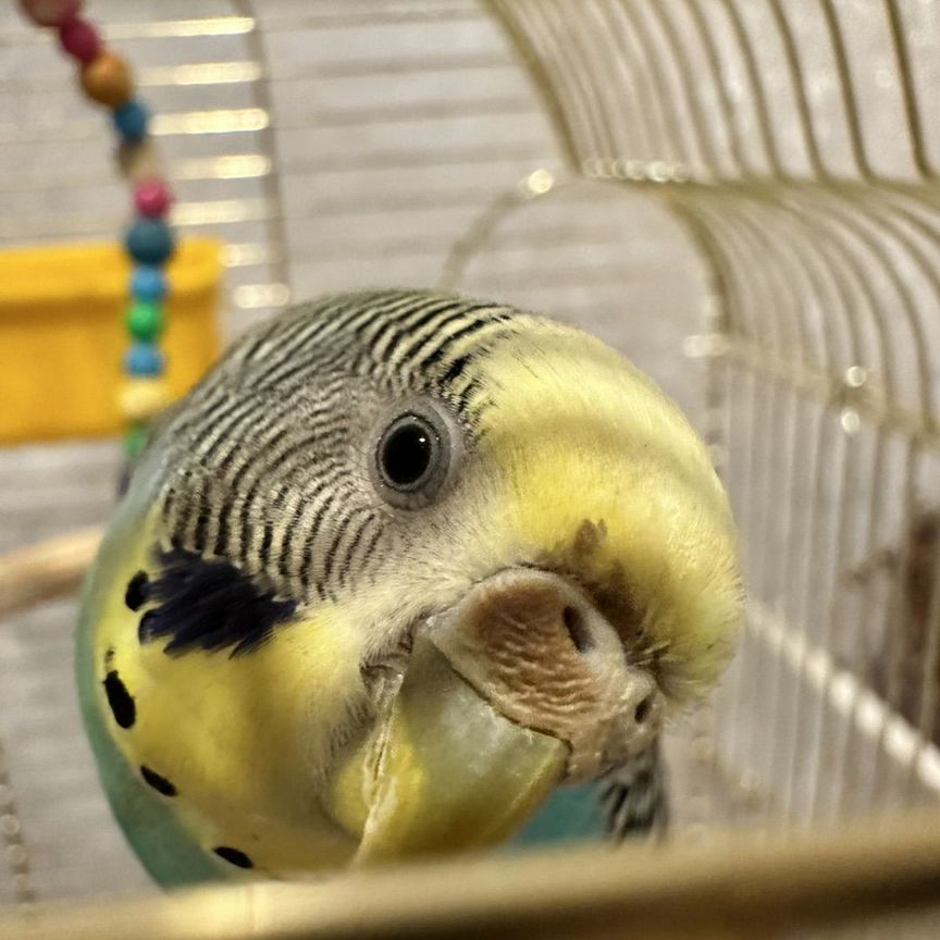 Попугай волнистик