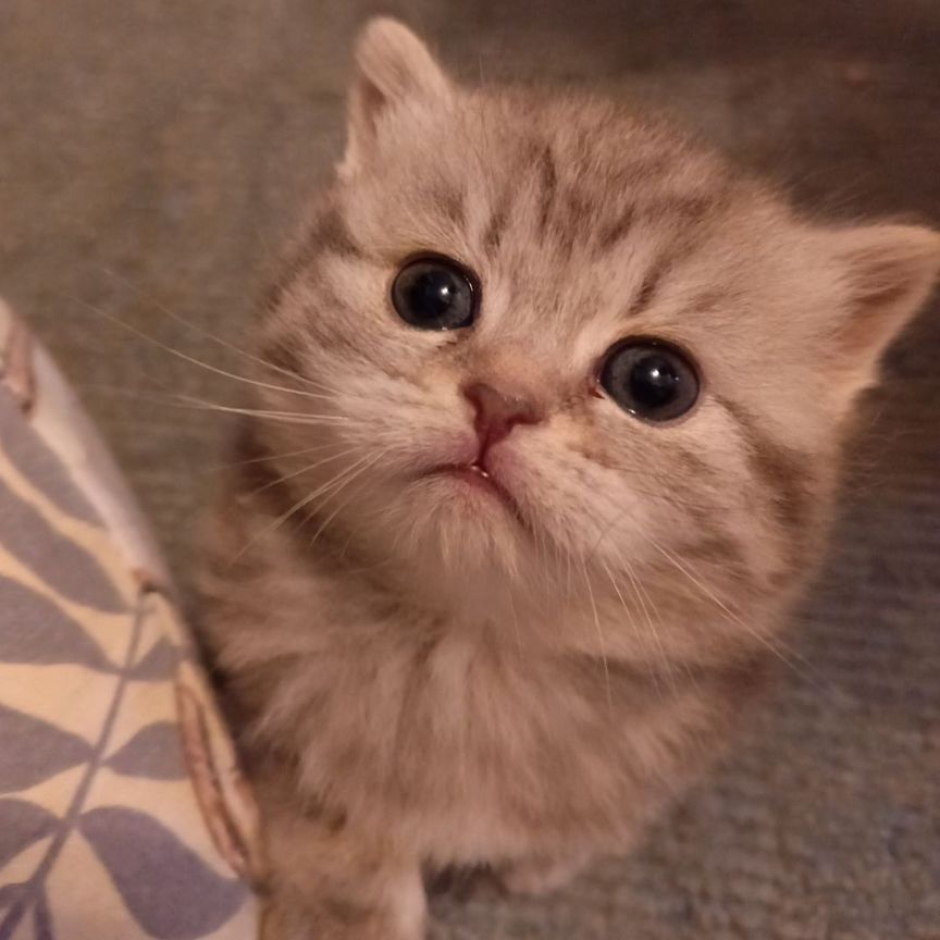 Шотландский вислоухий длинношёрстный котёнок
