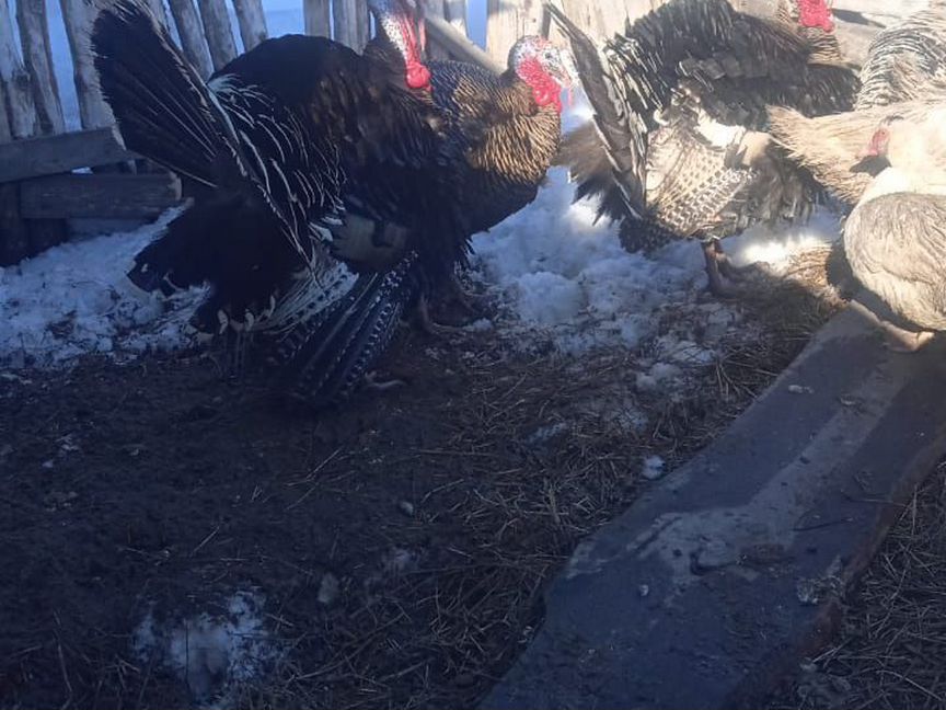 Индюки на племя