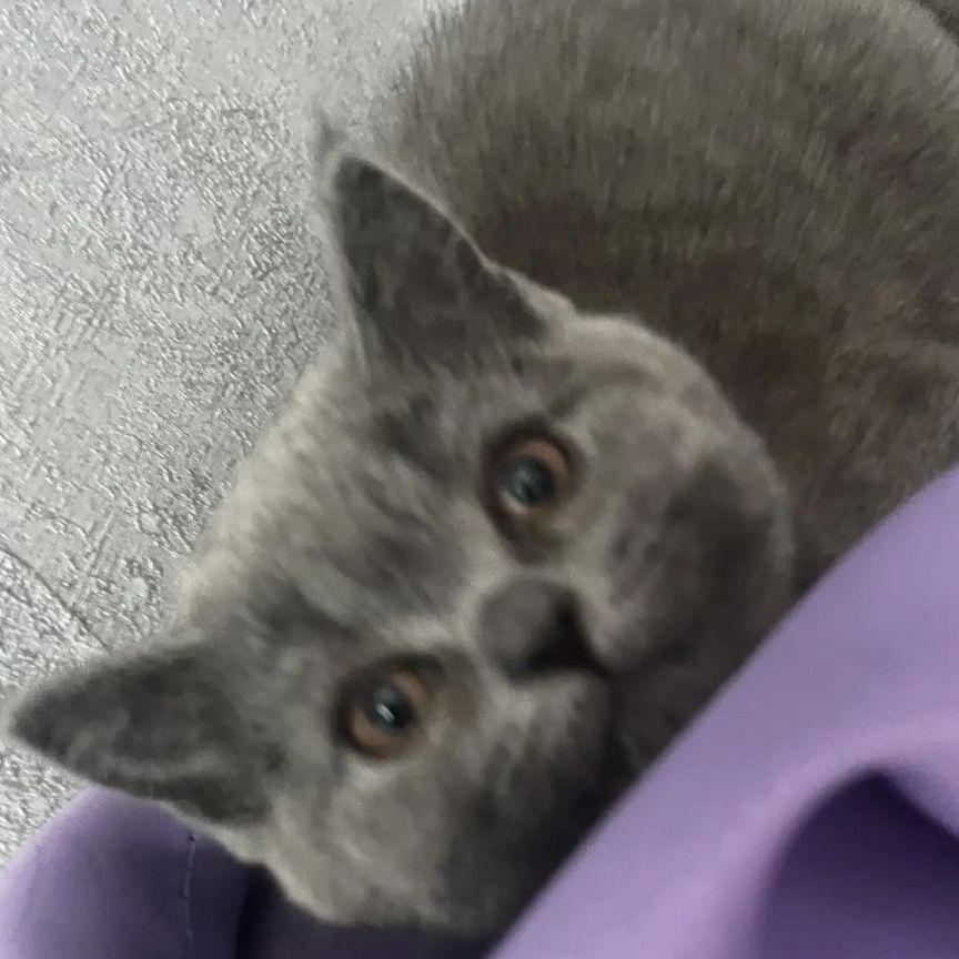 Шотландский прямоухий короткошёрстный котёнок