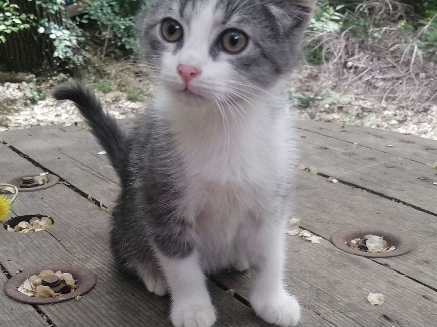 Котик