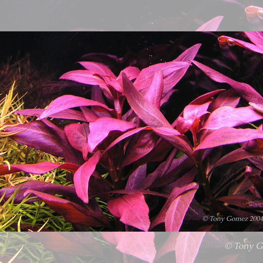 Аквариумные растения