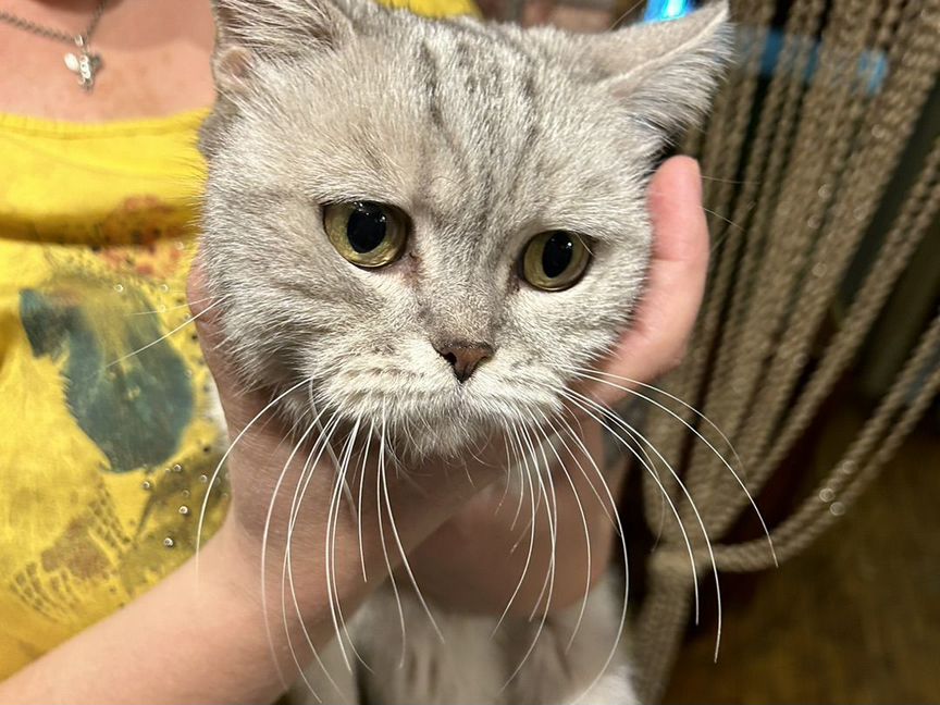 Кошка