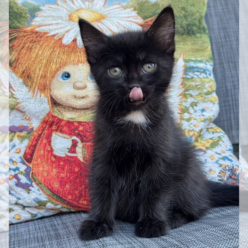 Котёнок от частного владельца