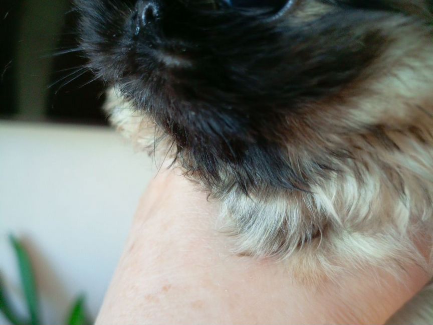 Мини пекинес мальчик